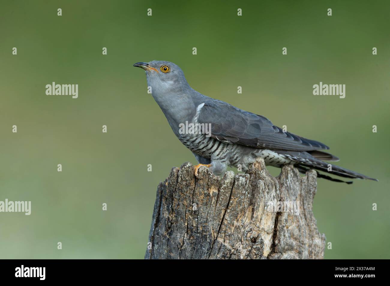 Common Cuckoo on his favorite watchtower within a Mediterranean forest ...
