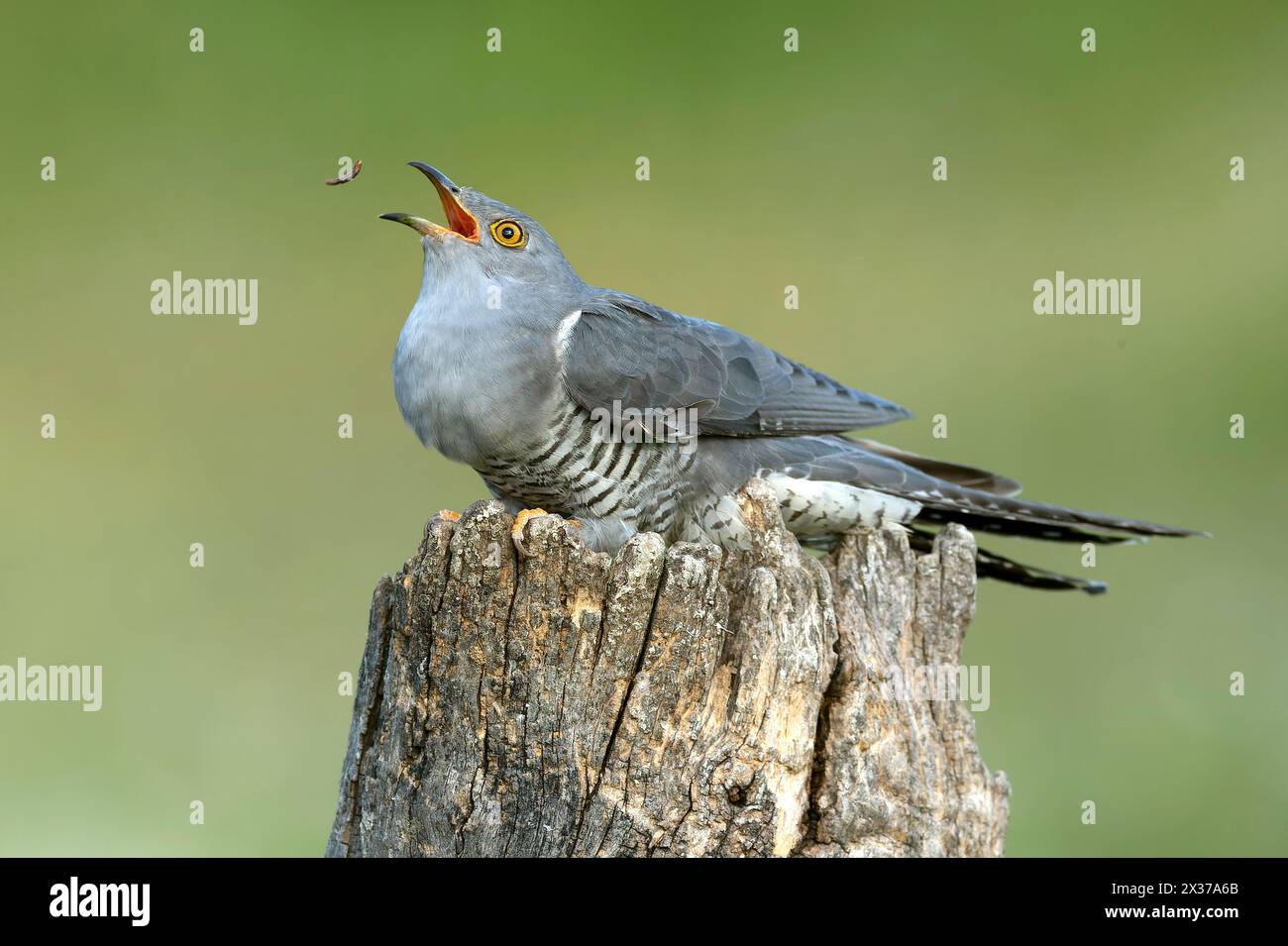 Common Cuckoo on his favorite watchtower within a Mediterranean forest ...