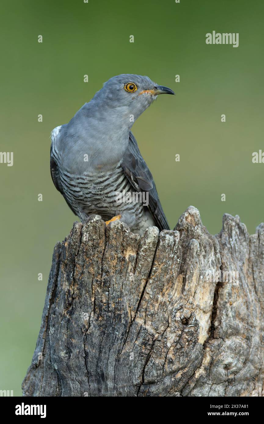 Common Cuckoo on his favorite watchtower within a Mediterranean forest ...