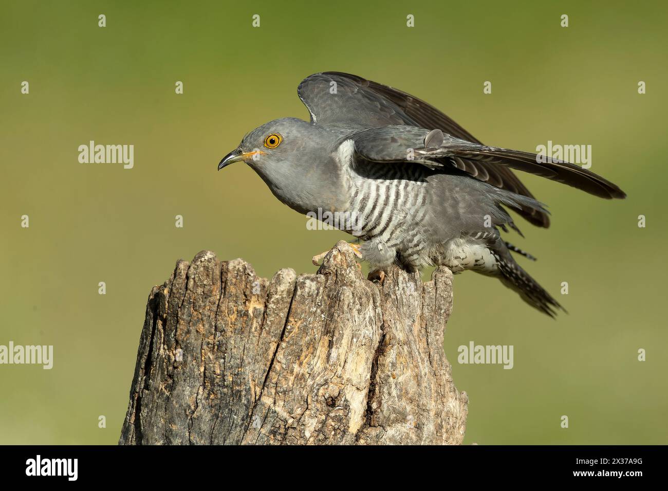 Common cuckoo on favorite hi-res stock photography and images - Alamy