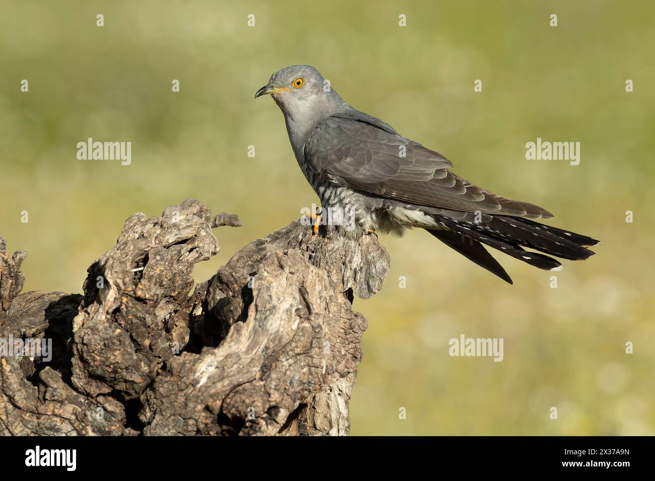 Common Cuckoo on his favorite watchtower within a Mediterranean forest ...