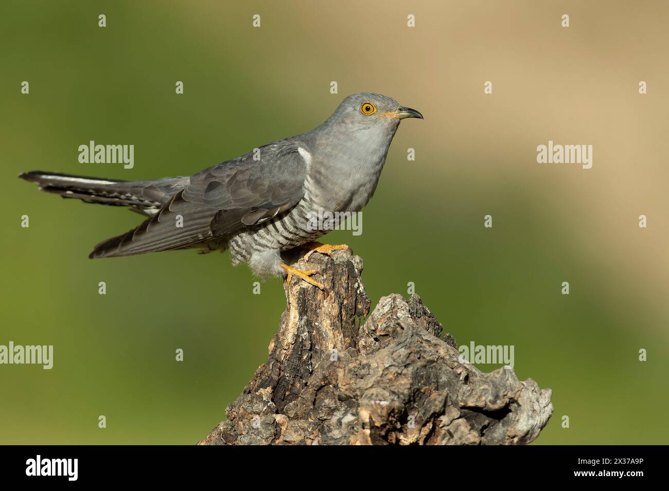 Common Cuckoo on his favorite watchtower within a Mediterranean forest ...