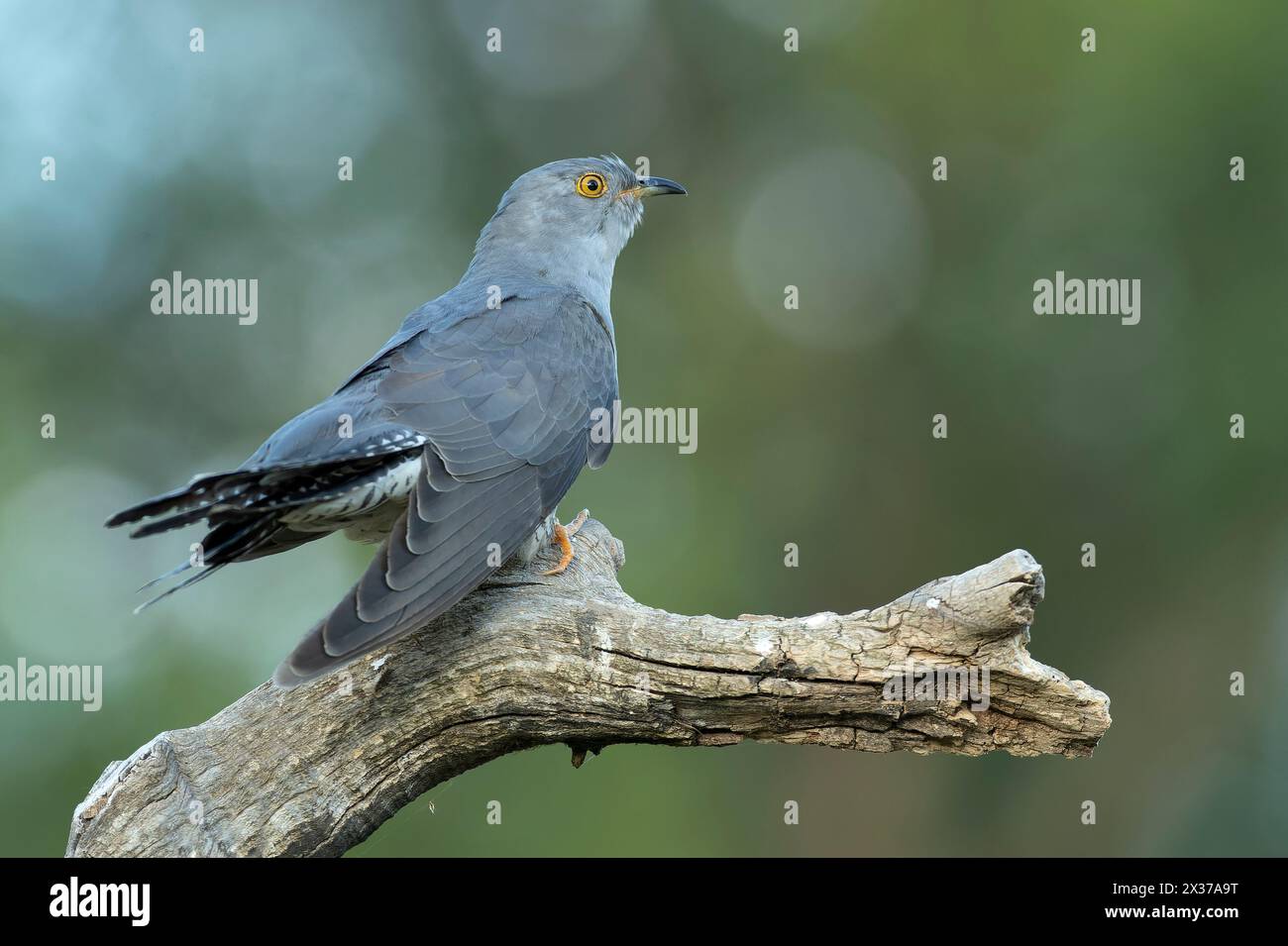 Common Cuckoo on his favorite watchtower within a Mediterranean forest ...