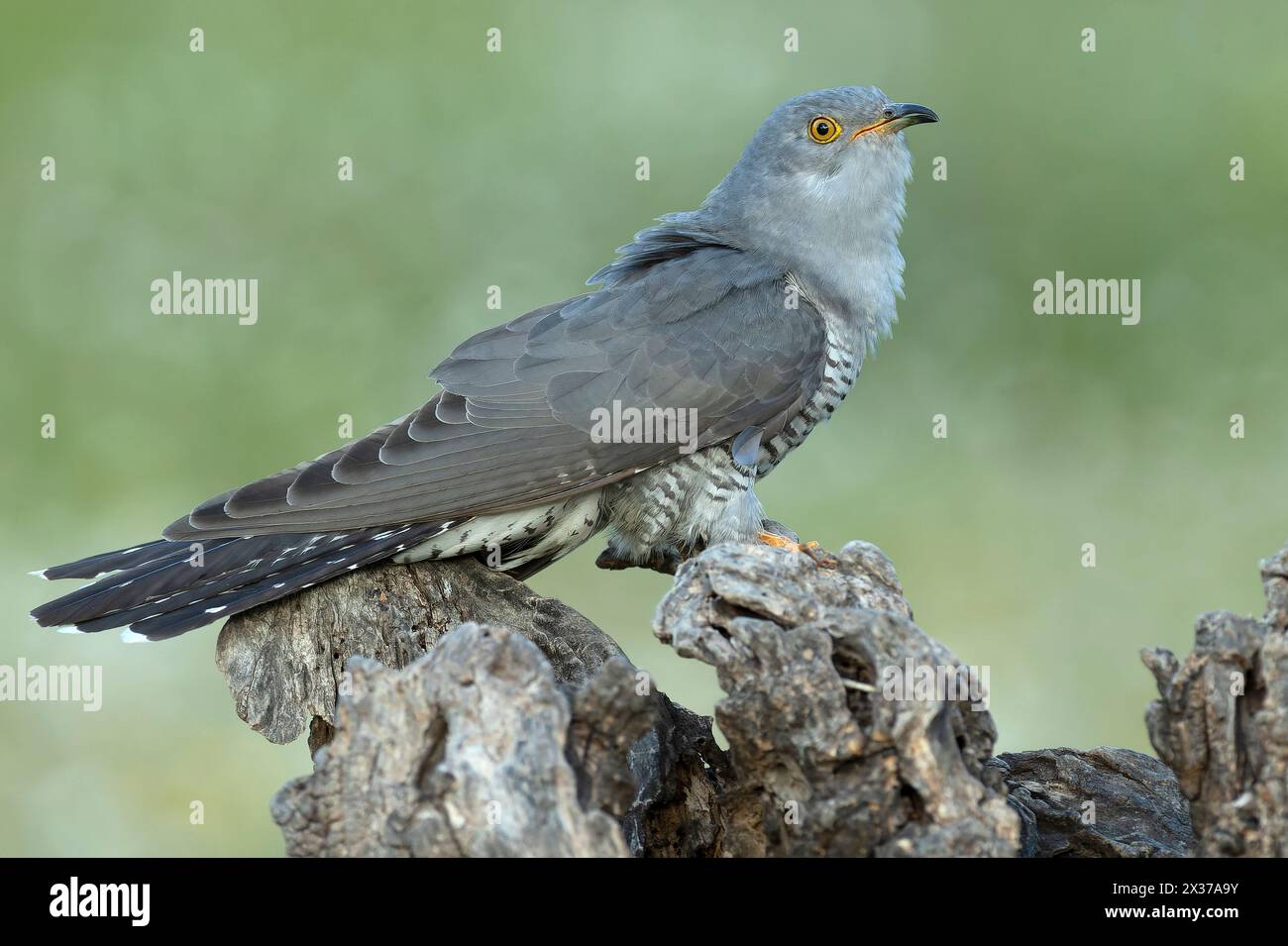 Common Cuckoo on his favorite watchtower within a Mediterranean forest ...