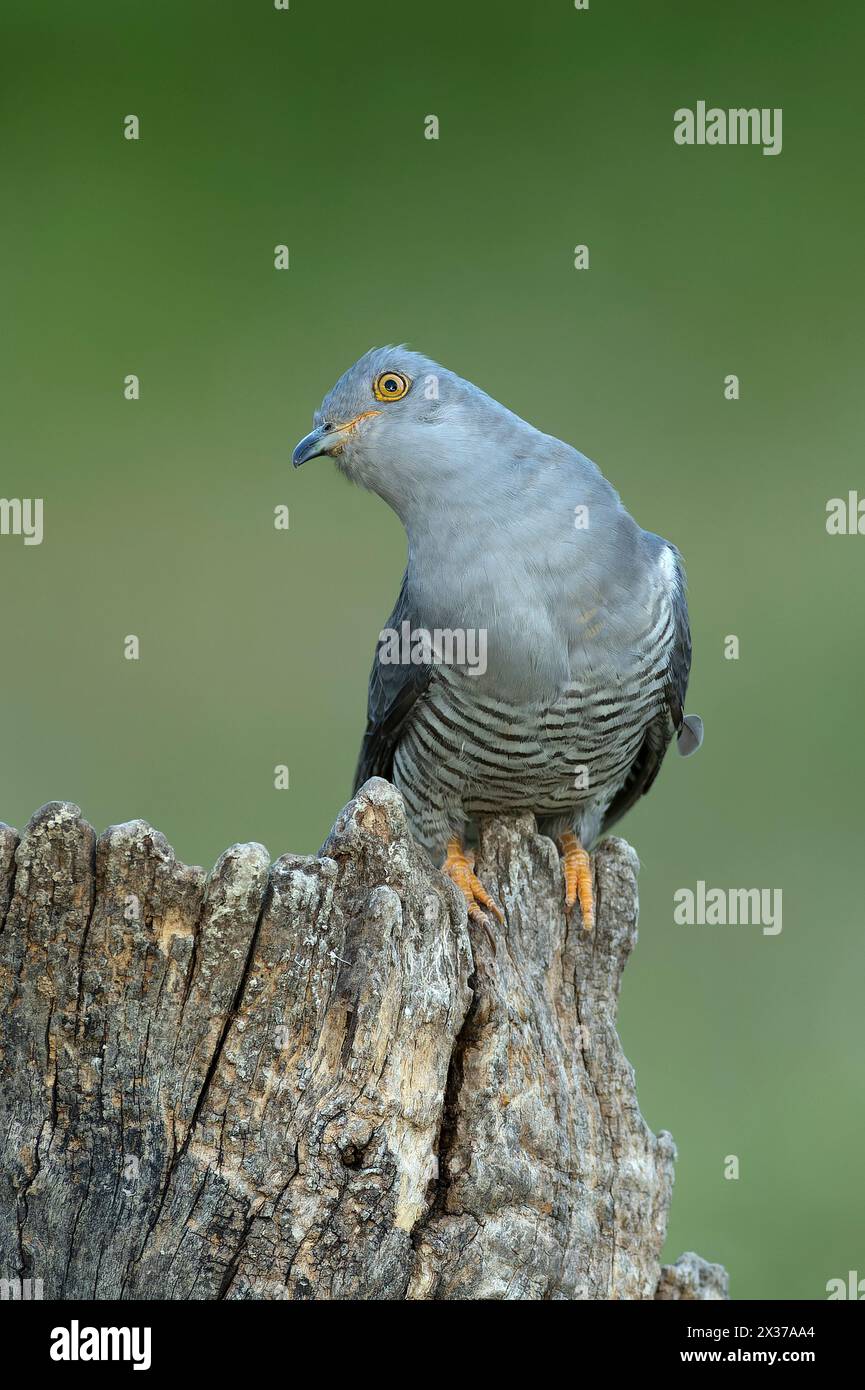 Common Cuckoo on his favorite watchtower within a Mediterranean forest ...