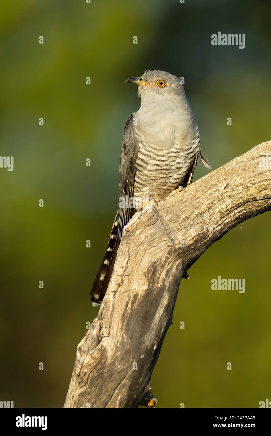 Common Cuckoo on his favorite watchtower within a Mediterranean forest ...