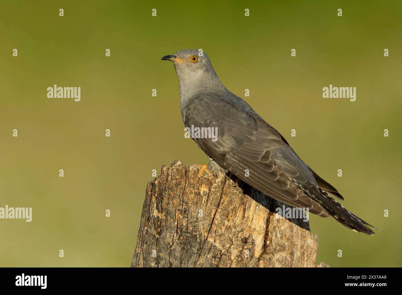 Common Cuckoo on his favorite watchtower within a Mediterranean forest ...