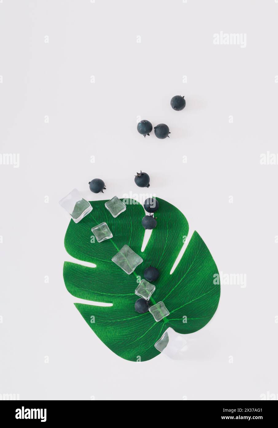 Creative summer layout made of blueberries, green tropical monstera ...