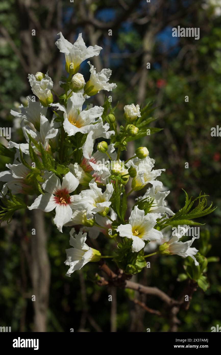 Xanthoceras sorbifolium bunge hi-res stock photography and images - Alamy