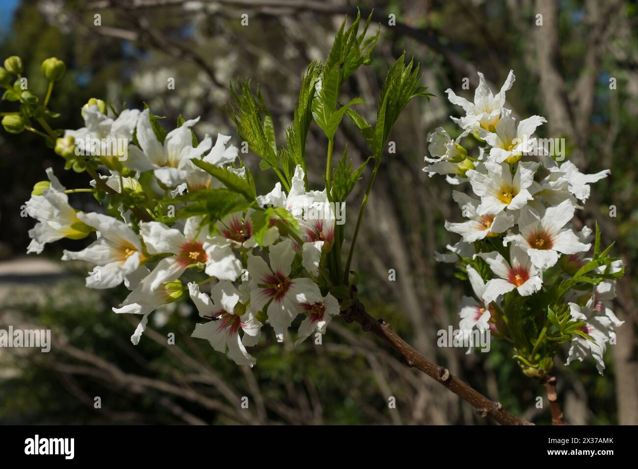 Xanthoceras a feuille de sorbier hi-res stock photography and images ...