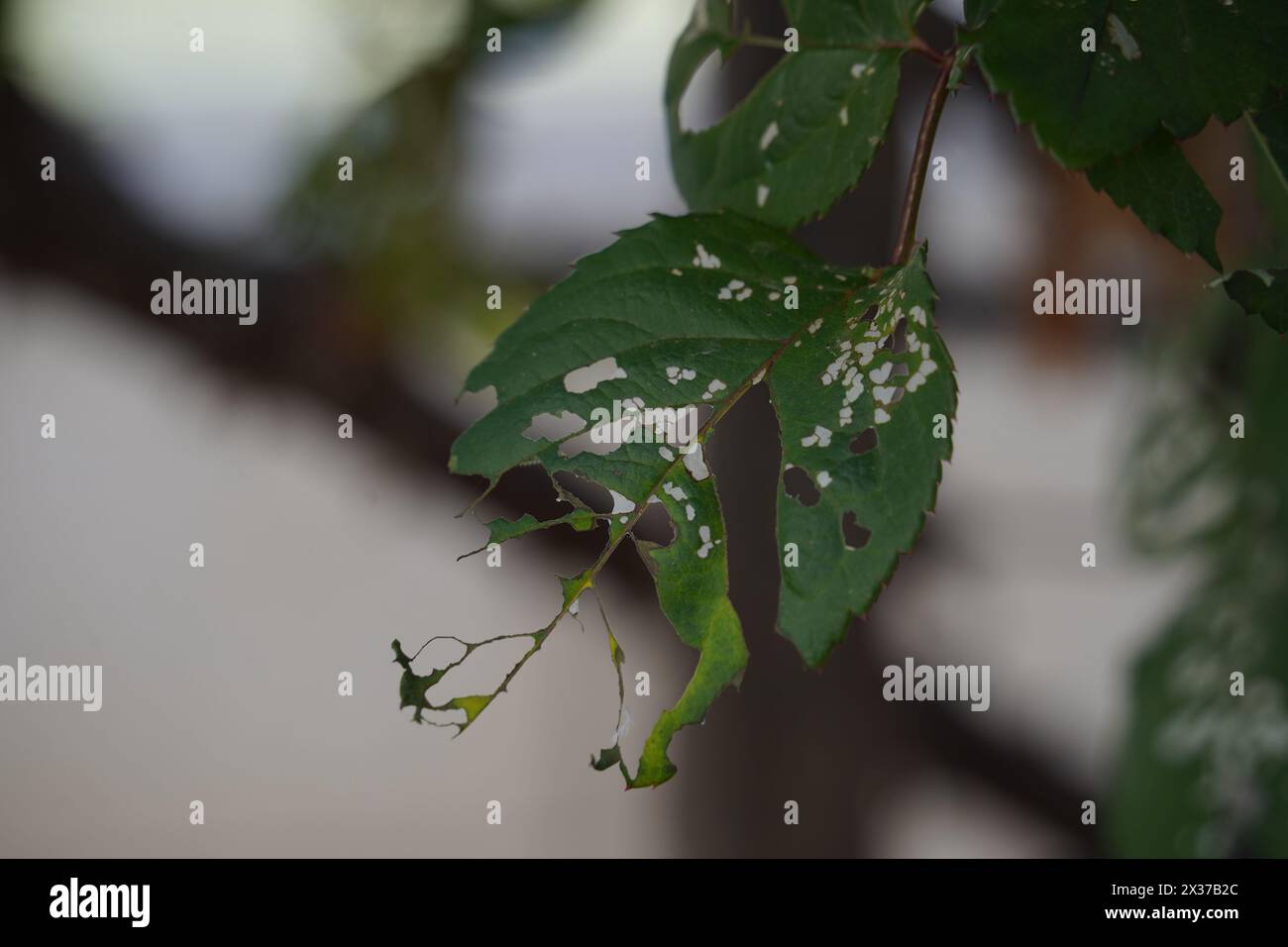 Closeup of insect chewed leaf. Plant leaves eaten by insects Stock ...