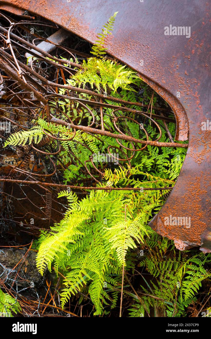 Fern and rusty car at "Crash Palace" scrapyard, Horopito, Waimarino ...