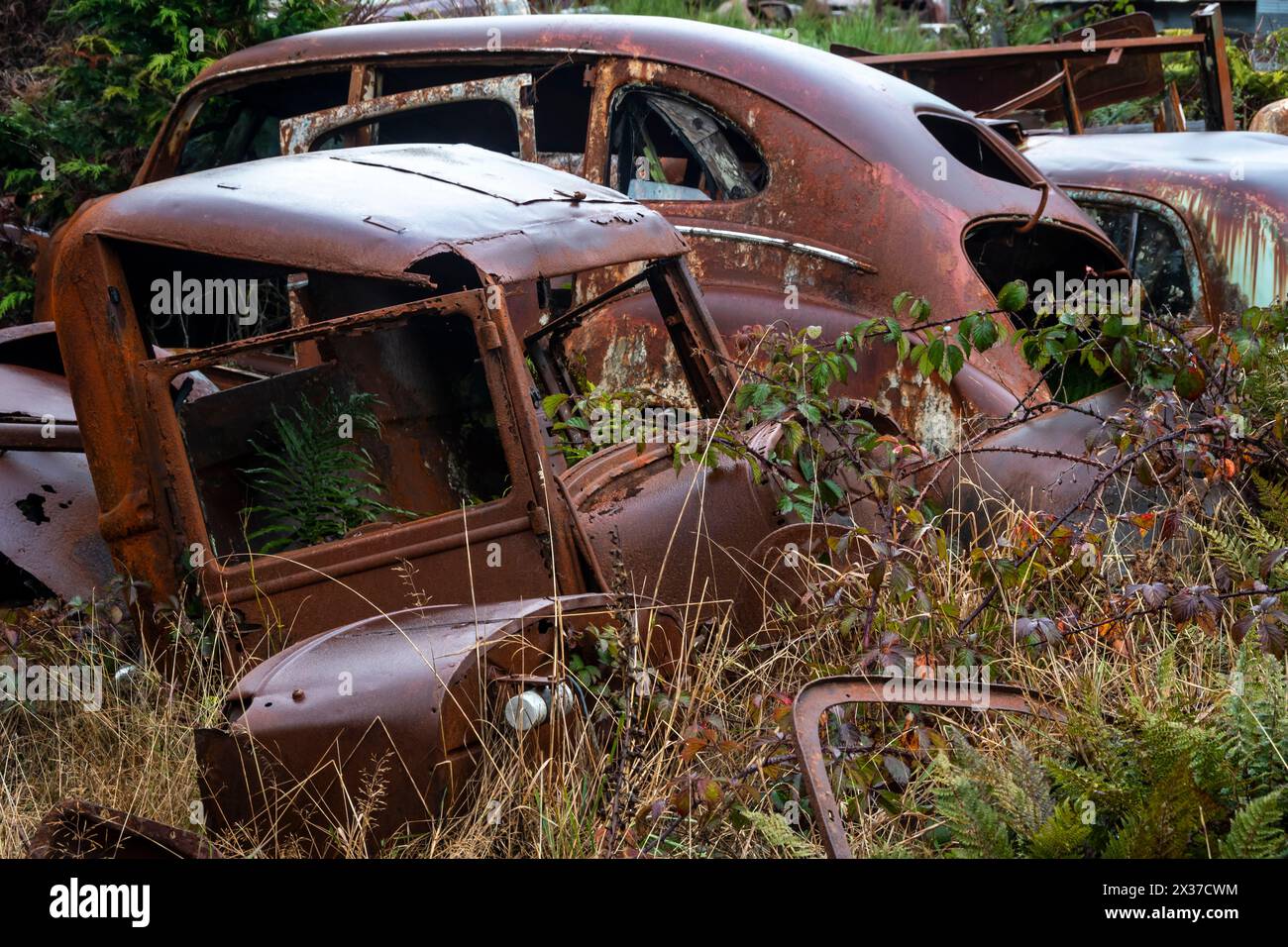 Derelict vehicles at "Crash Palace" scrapyard, Horopito, Waimarino ...