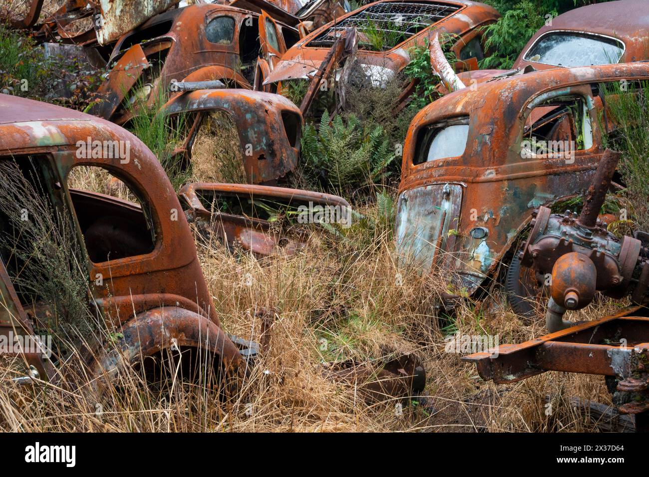 Derelict vehicles at "Crash Palace" scrapyard, Horopito, Waimarino ...