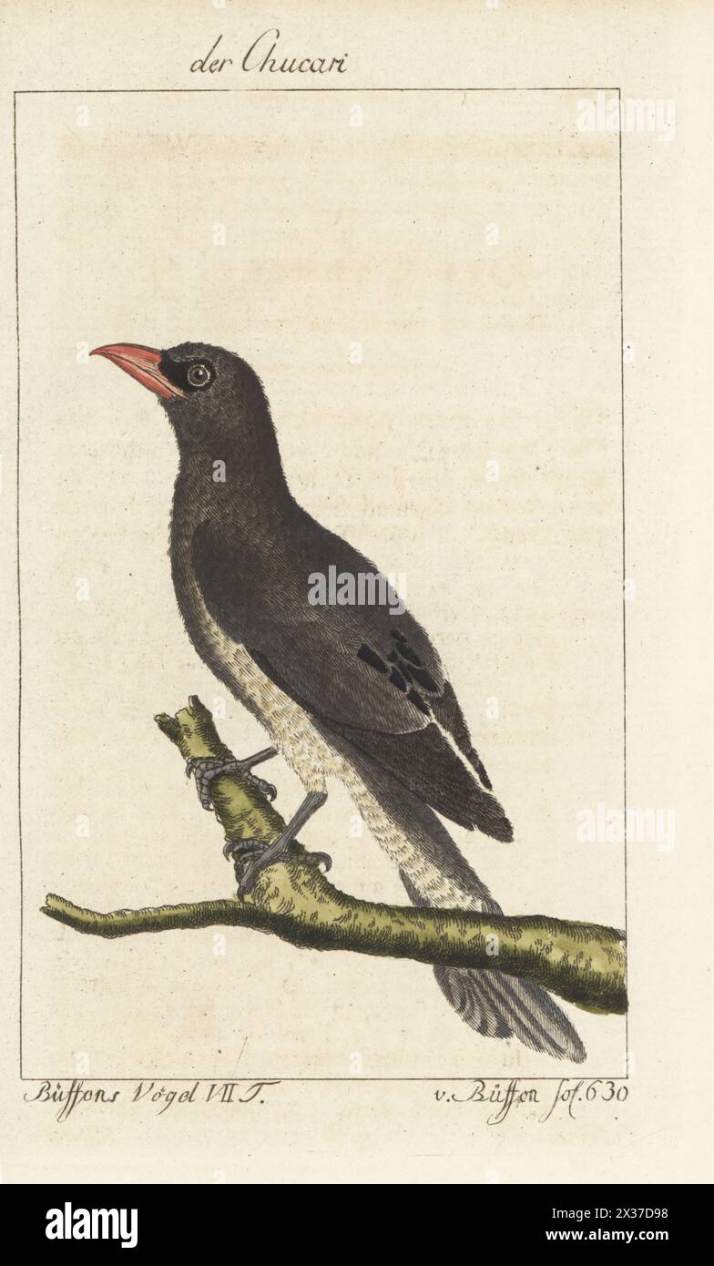 White-bellied cuckooshrike, Coracina papuensis. Der Chucari, Choucari ...