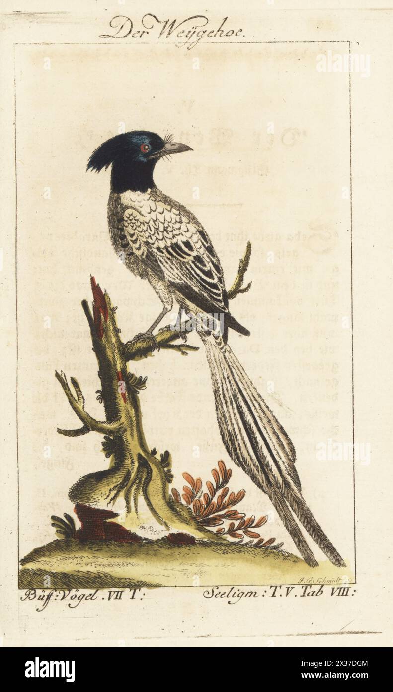 Pica papoensis hi-res stock photography and images - Alamy