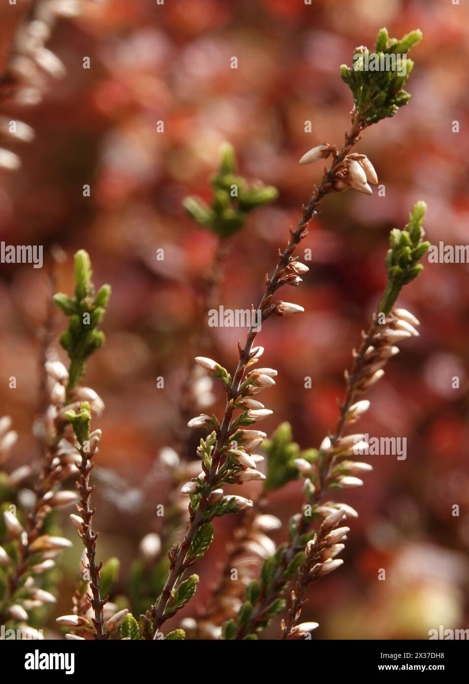 Flowers Common heather is an evergreen shrub plant, a species of the ...
