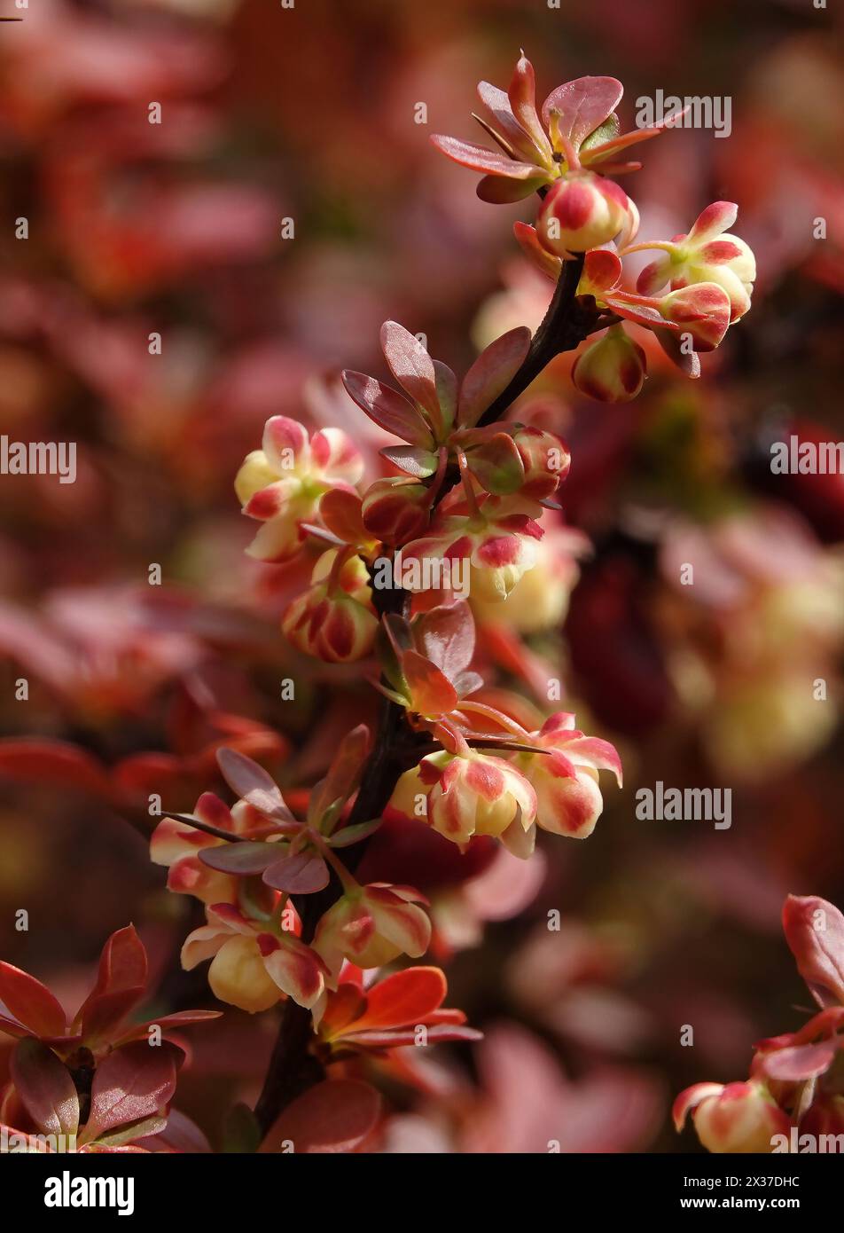 Edible garden barberry flowers on the branches of a bush in spring ...
