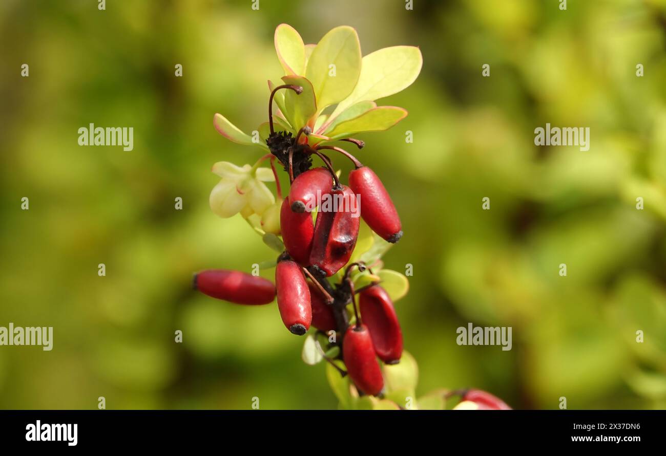 Edible garden berry Barberry on the branches of a bush Stock Photo - Alamy