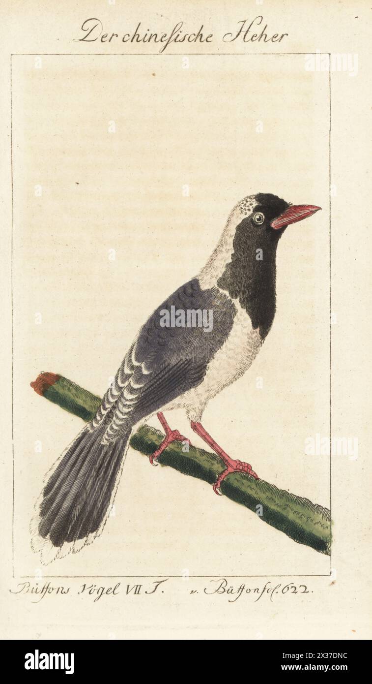 Der chinesische heher mit rothem schnabel hi-res stock photography and ...