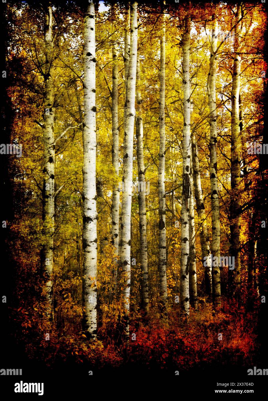 Vertical trees in fall colors with an artsy effect showcasing the ...
