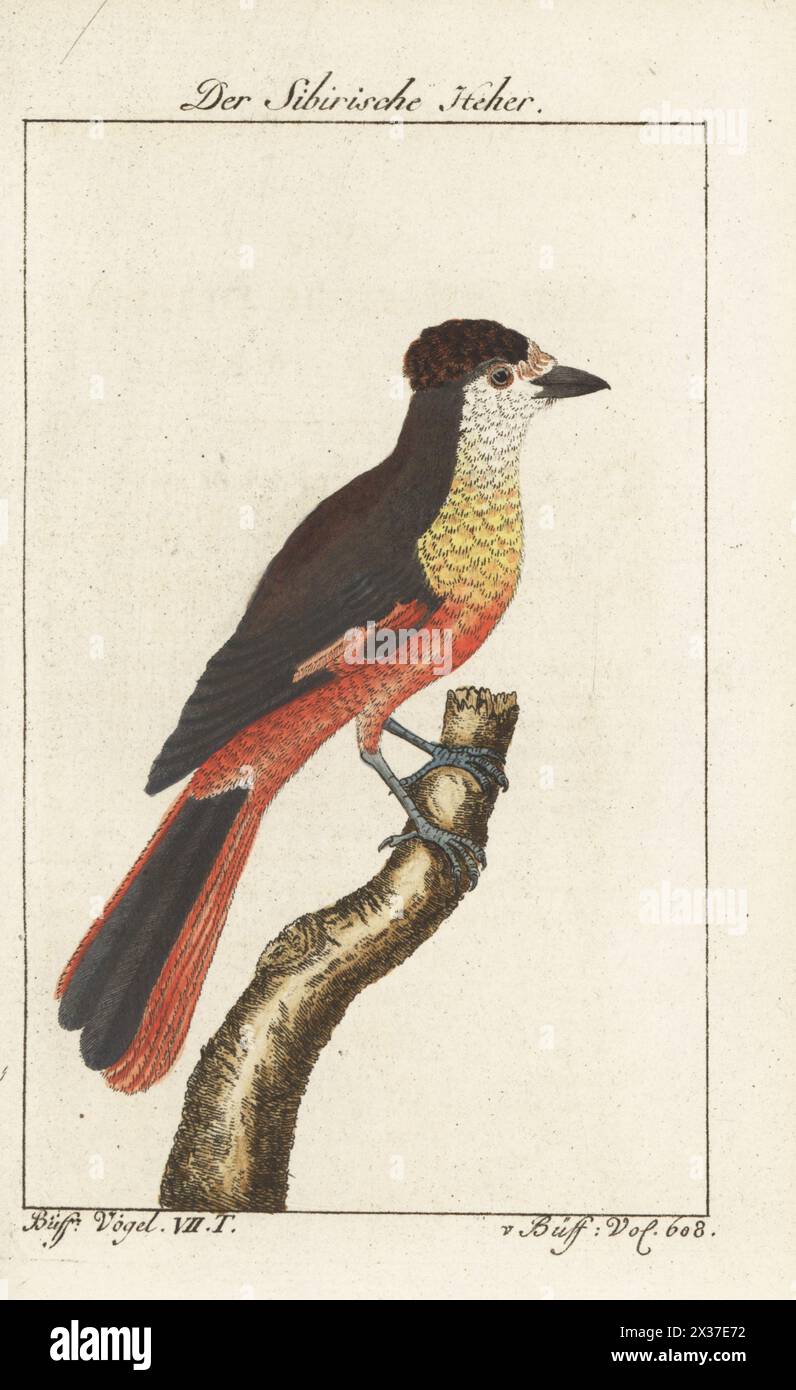 Le geai de siberie hi-res stock photography and images - Alamy