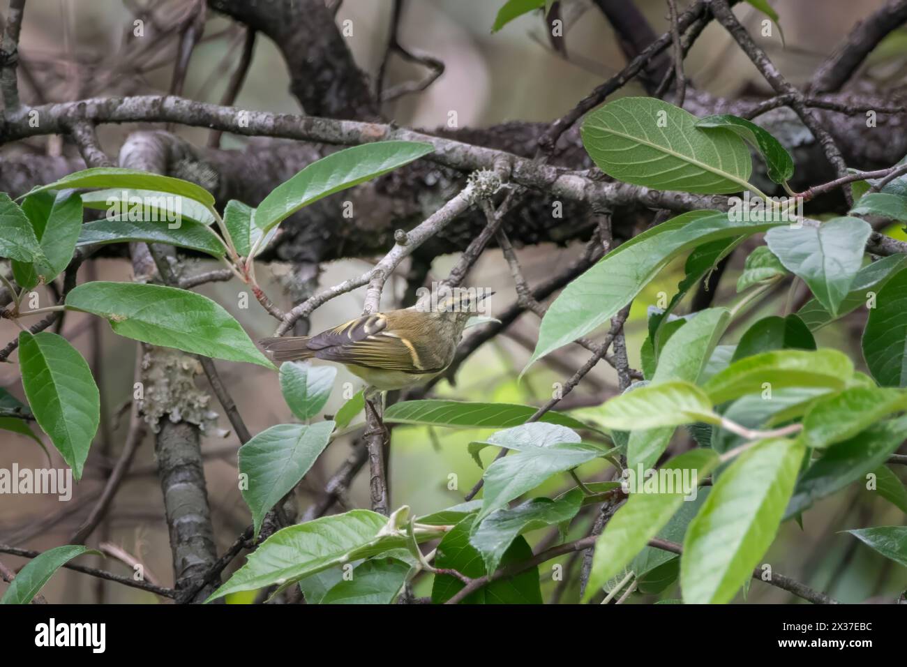 buff-barred warbler (Phylloscopus pulcher), a species of leaf warbler ...