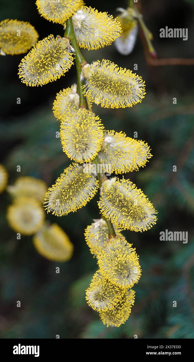 Goat willow tree in spring, buds with fluffy cats bloom on the branches ...