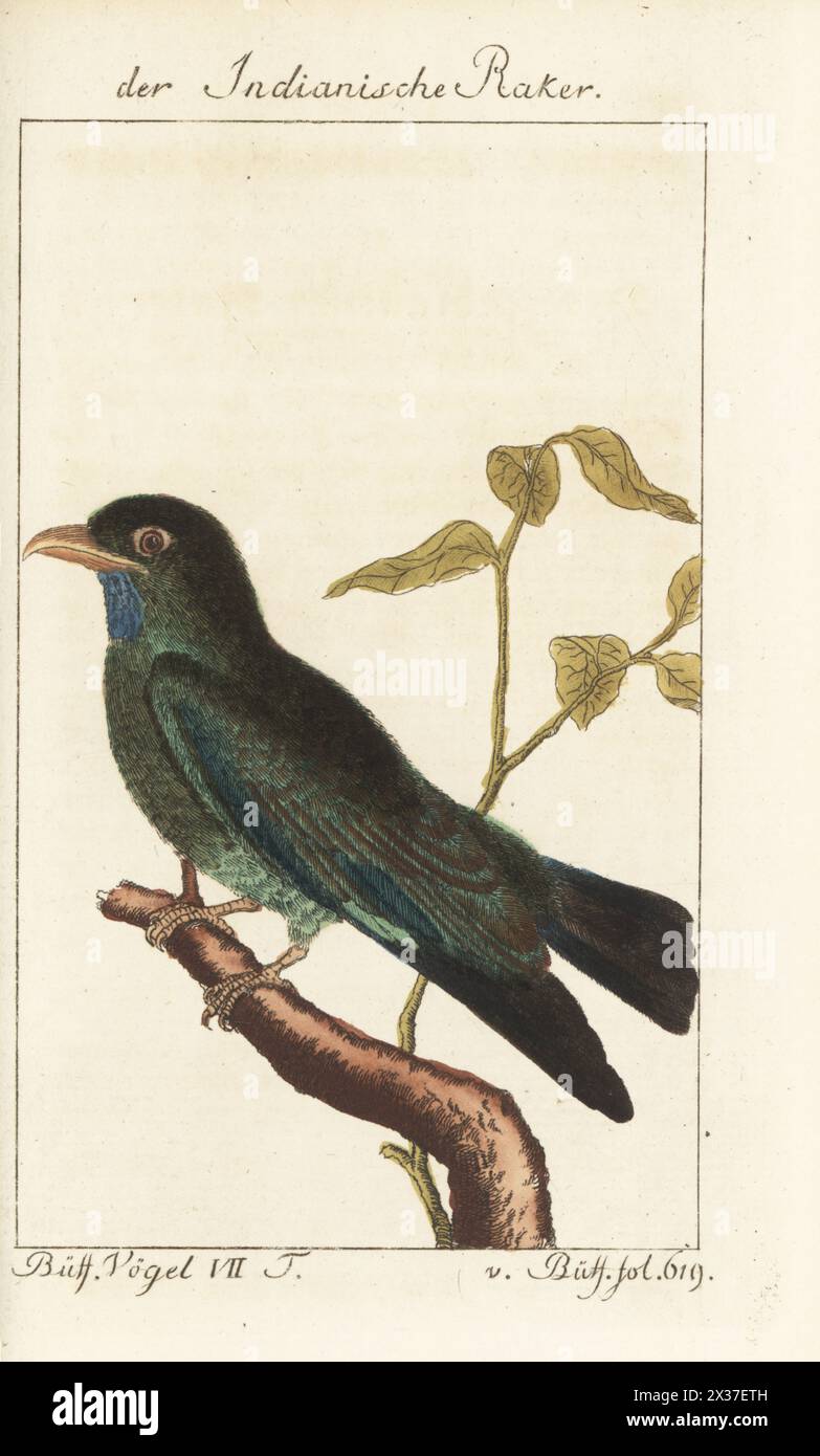 Jay from bengal hi-res stock photography and images - Alamy