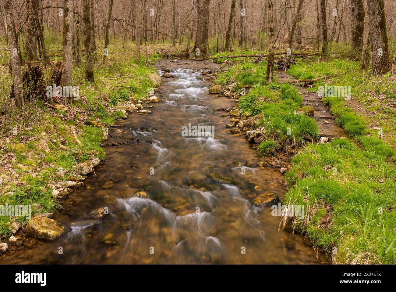 A creek with small rapids in the woods during early spring with budding ...
