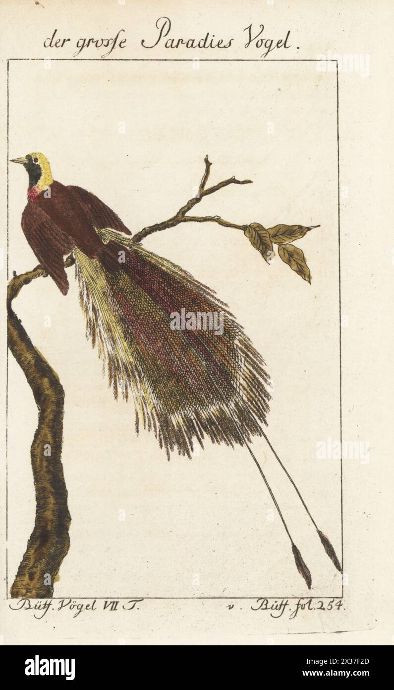 Greater bird-of-paradise, Paradisaea apoda. Der grosse Paradies Vogel ...