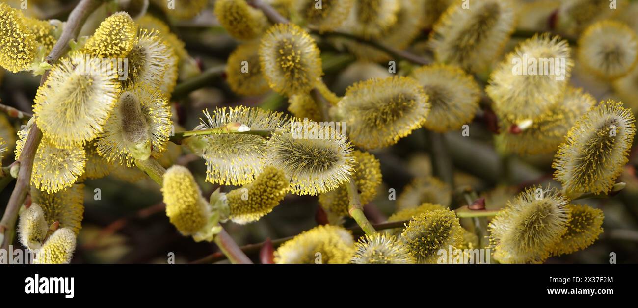 Goat willow tree hi-res stock photography and images - Alamy