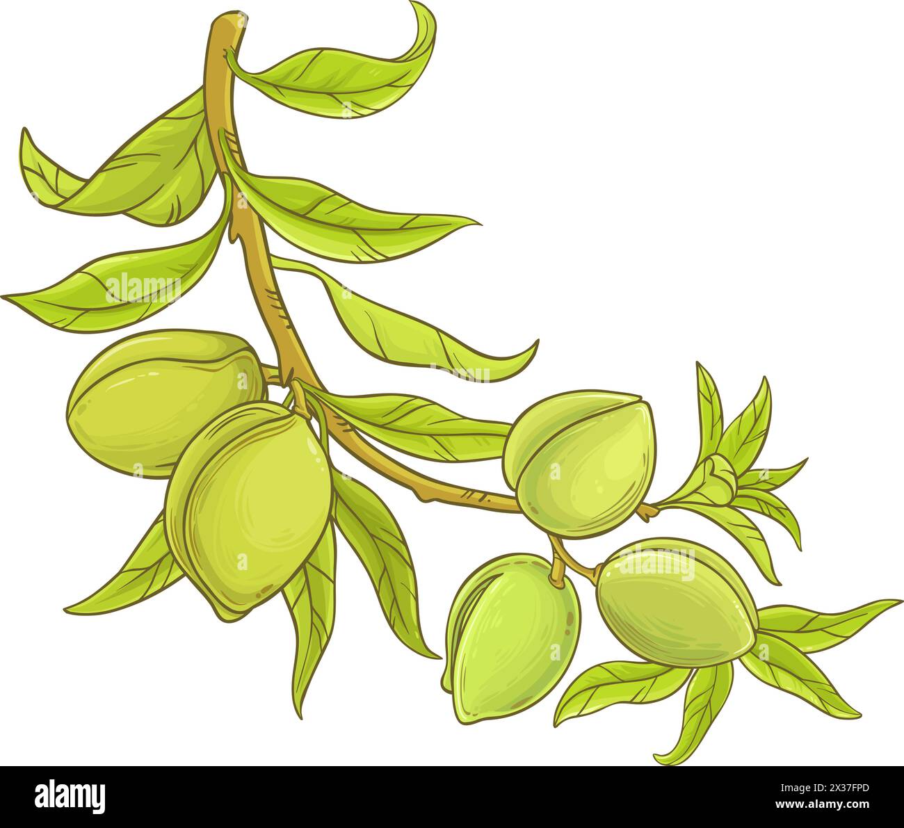 Almond Branch Colored Detailed Illustration Stock Vector Image & Art ...