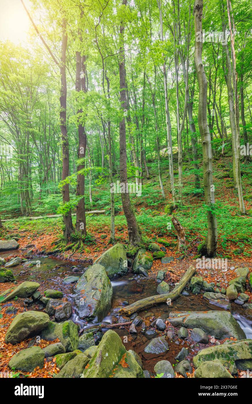 Beautiful scenery of mountain river running through green beech forest ...