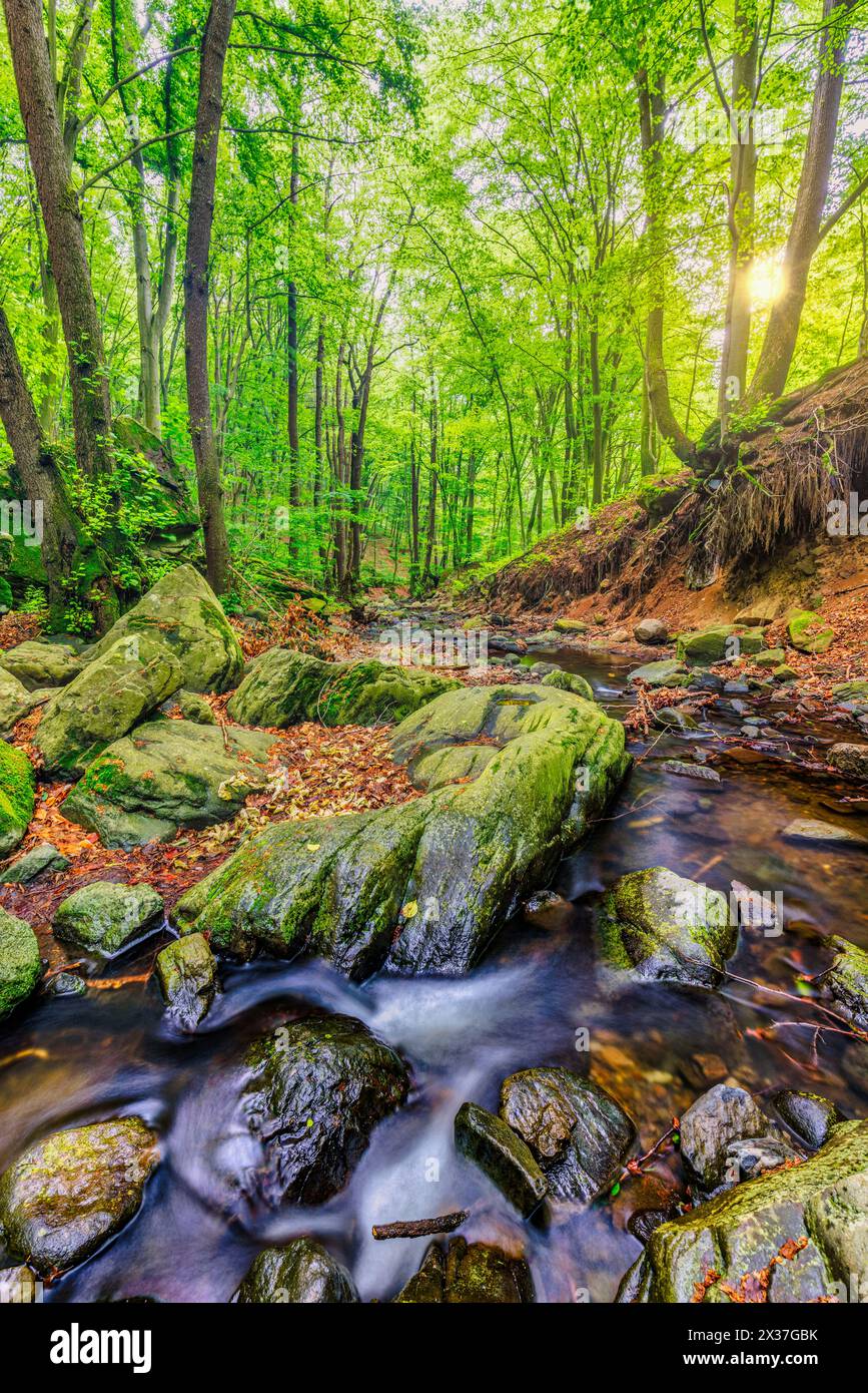 Beautiful scenery of mountain river running through green beech forest ...