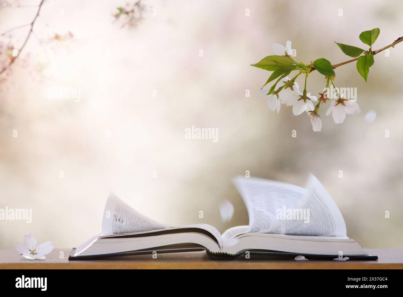 Flower petals blowing in the spring wind, white cherry blossom trees ...