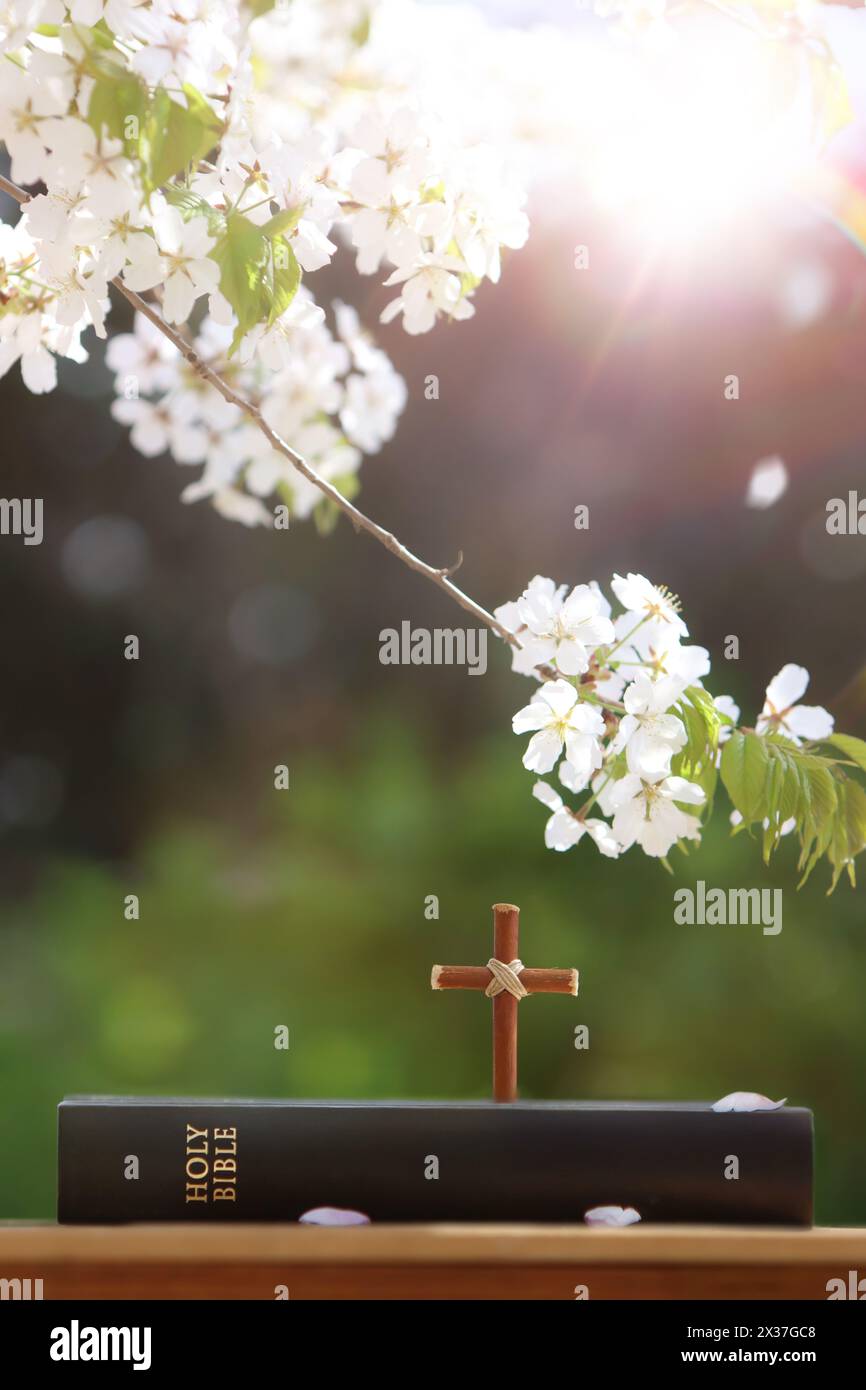 Holy Bible and cross of Jesus Christ, cherry blossoms blowing in spring ...