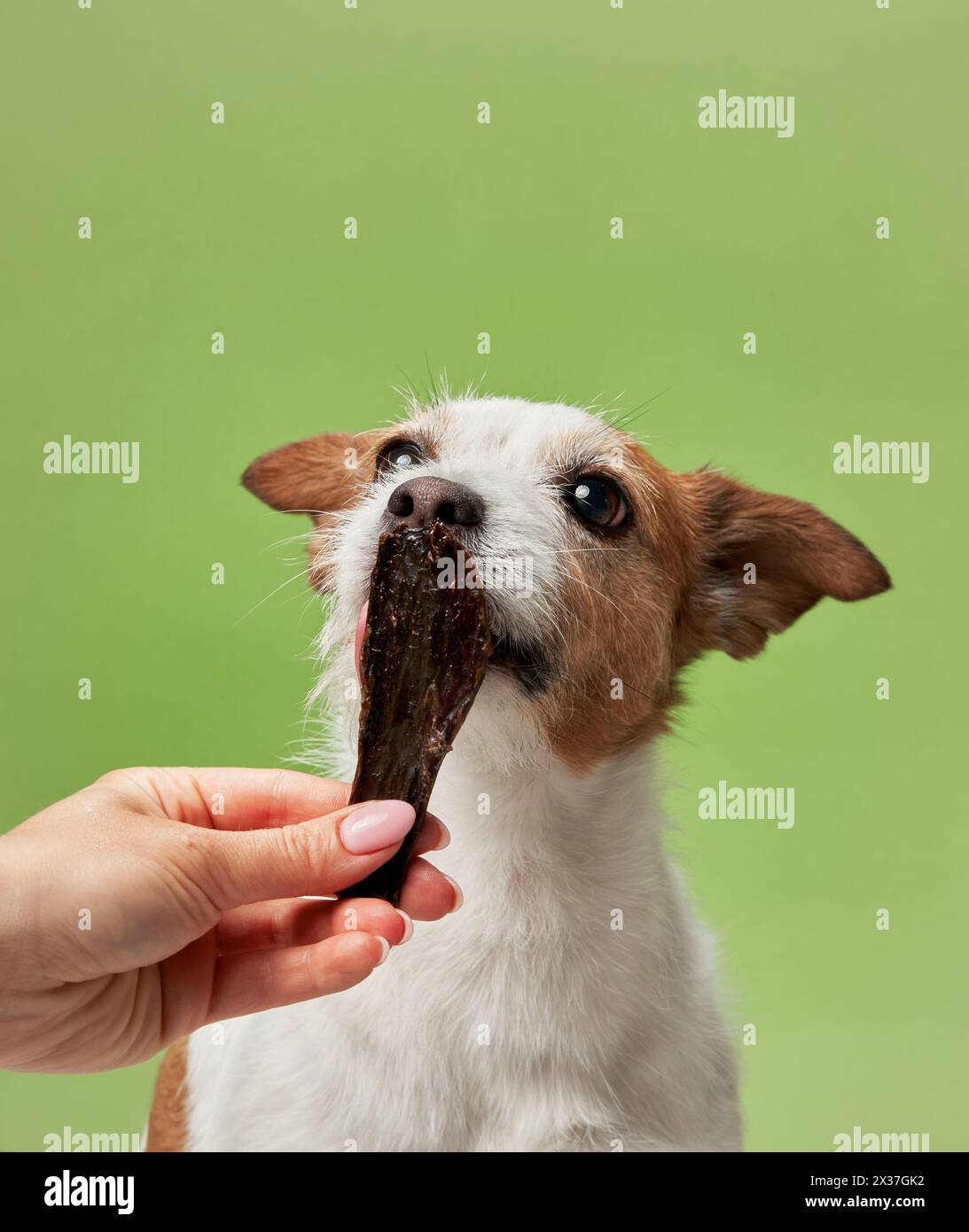 An eager Jack Russell Terrier dog snatches a jerky treat, eyes fixed ...