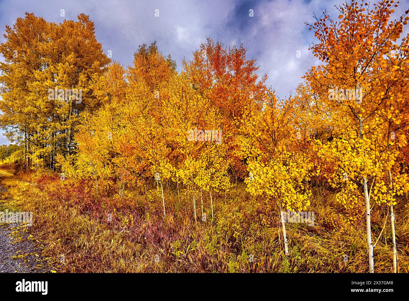 Trees woodland full autumn hi-res stock photography and images - Alamy