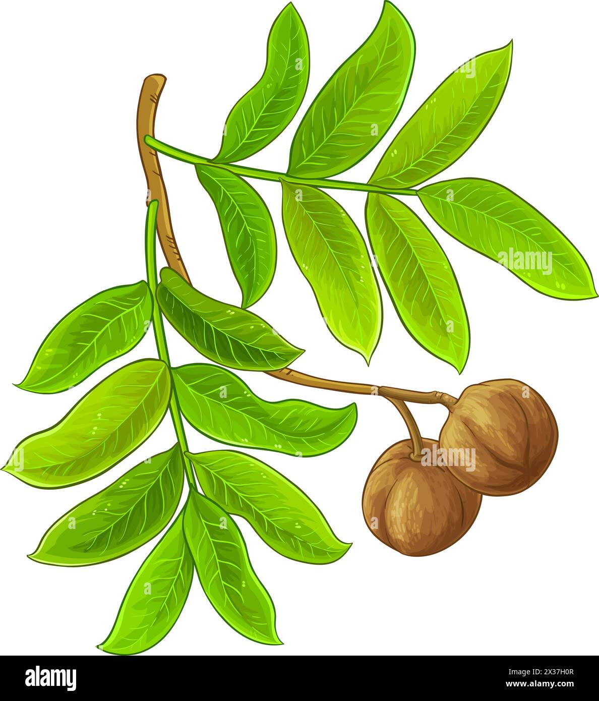 Andiroba Branch Colored Detailed Illustration Stock Vector Image & Art ...