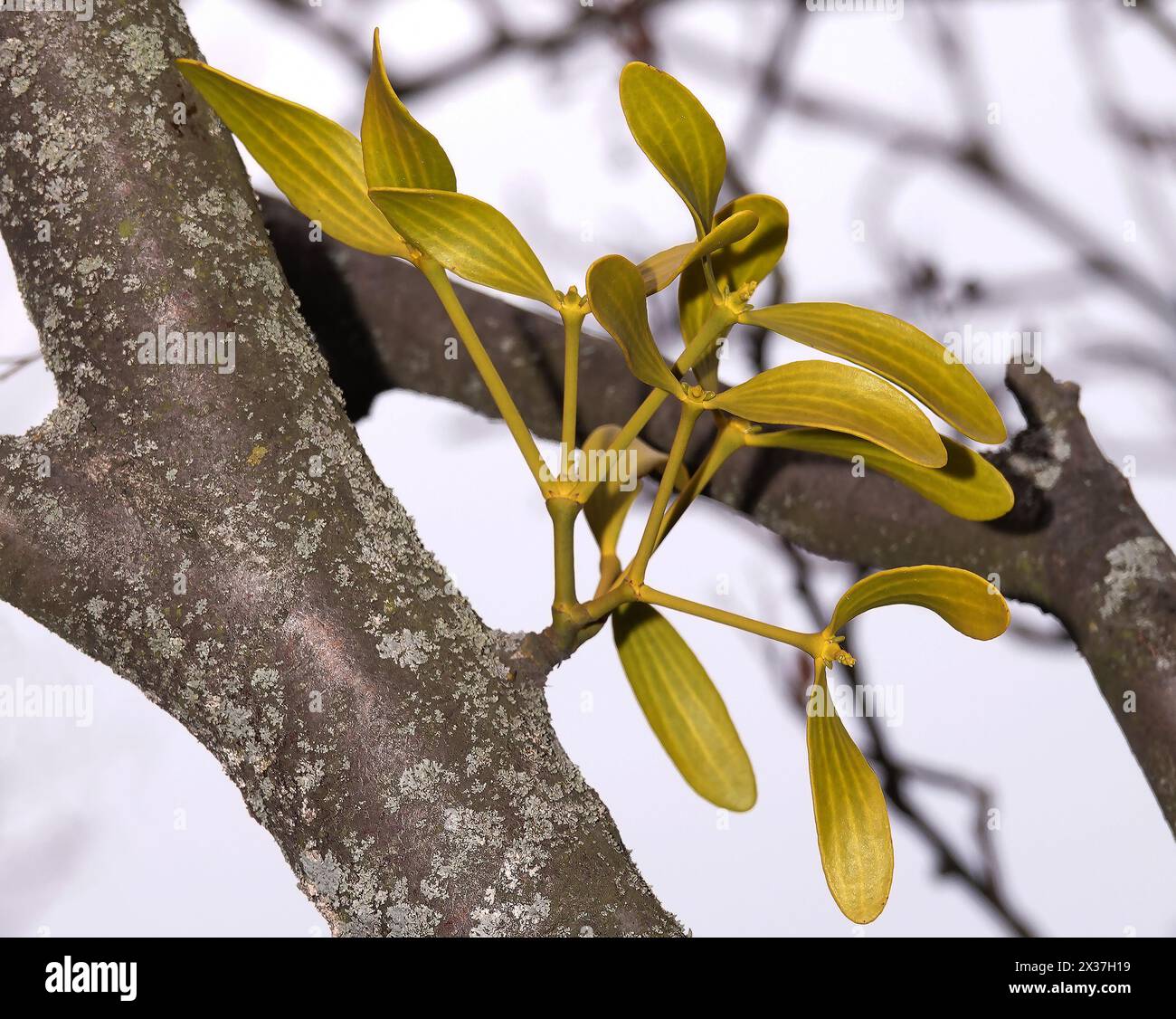Mistletoe tree parasite in early spring on a tree branch Stock Photo ...