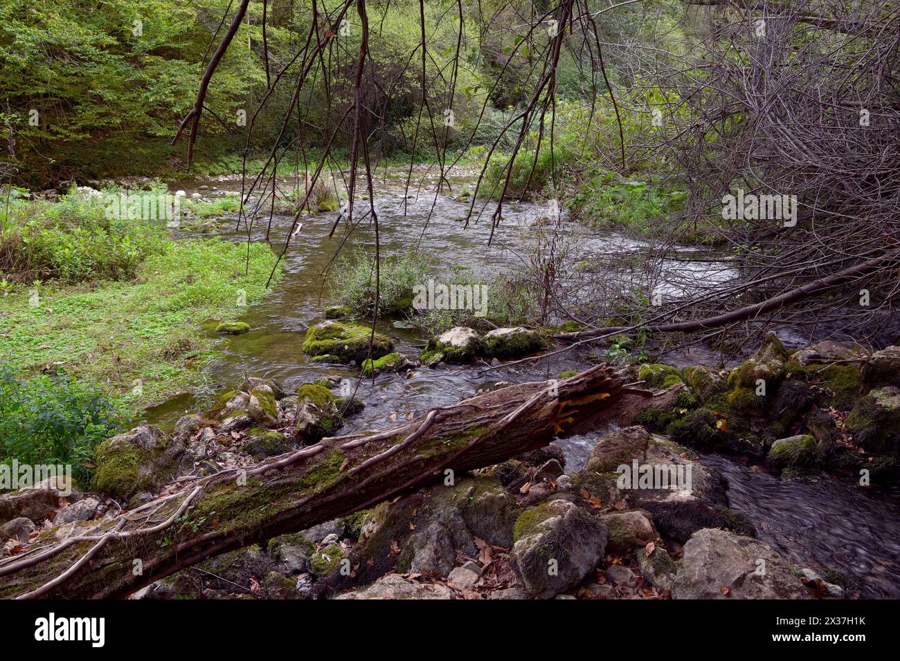 unpolluted stream of the springs Gradac River flowing through the karst ...