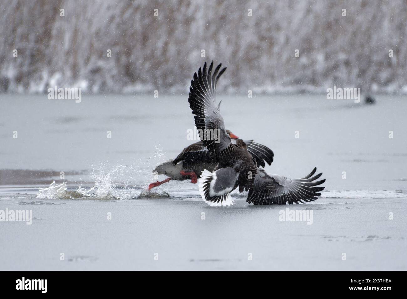 Land slipping into sea hi-res stock photography and images - Alamy