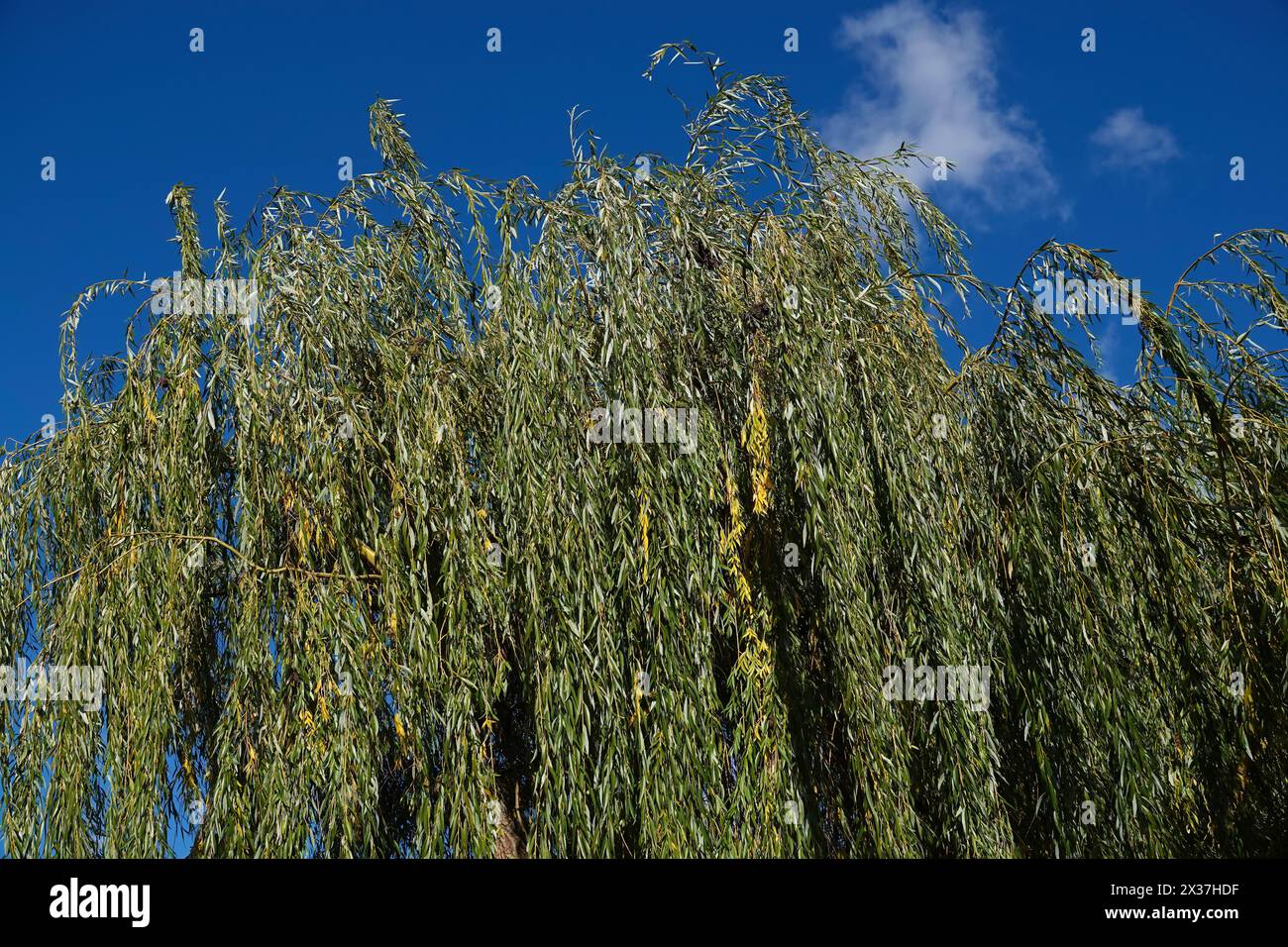 Hybrid willow tree with long branches close-up Stock Photo - Alamy