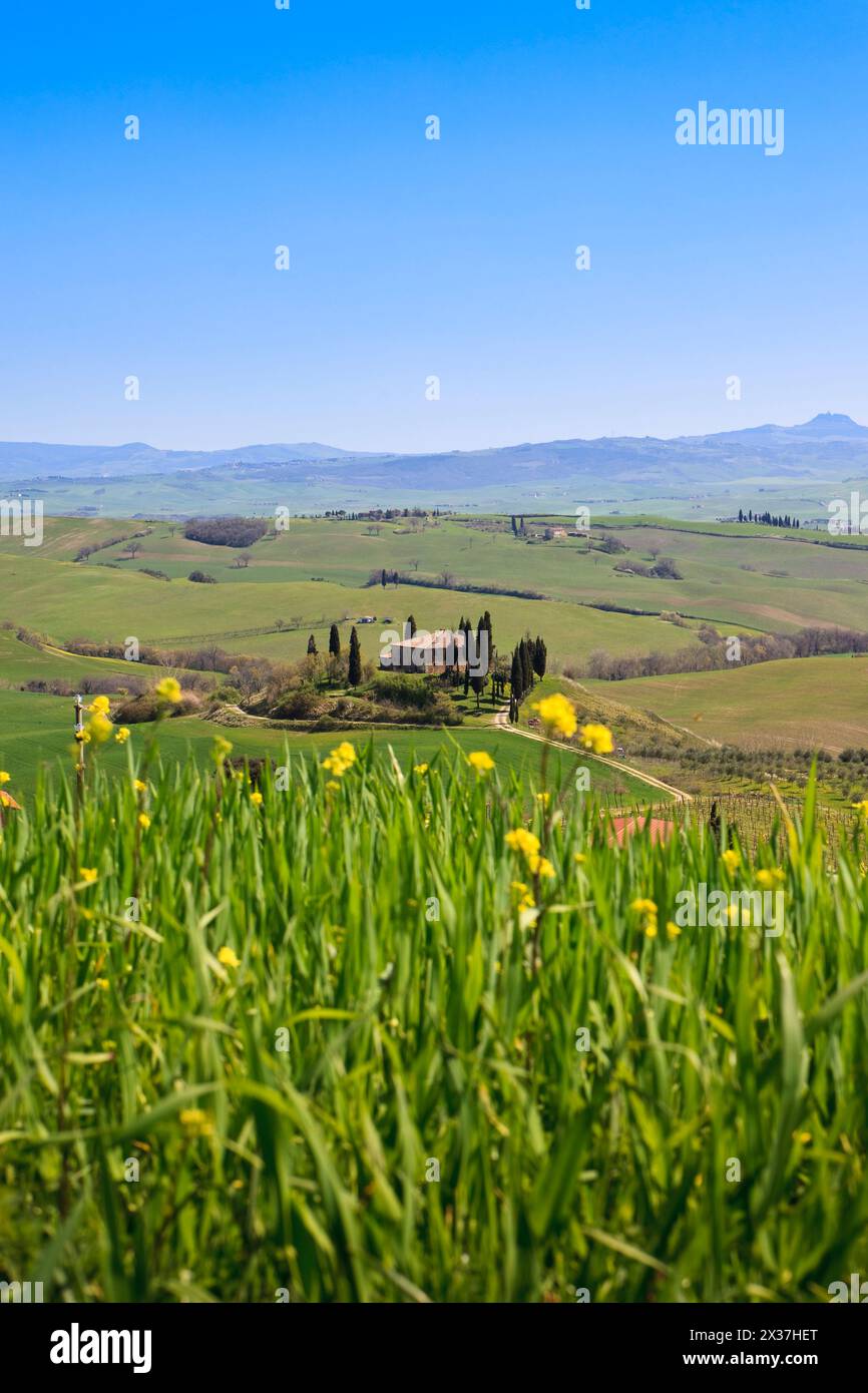 Meadow with yellow flowers in front of Tuscan landscape. Focus on ...