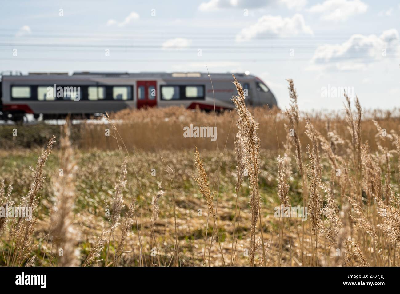 Stalks of wheat at a farm with a train passing at the back Stock Photo ...