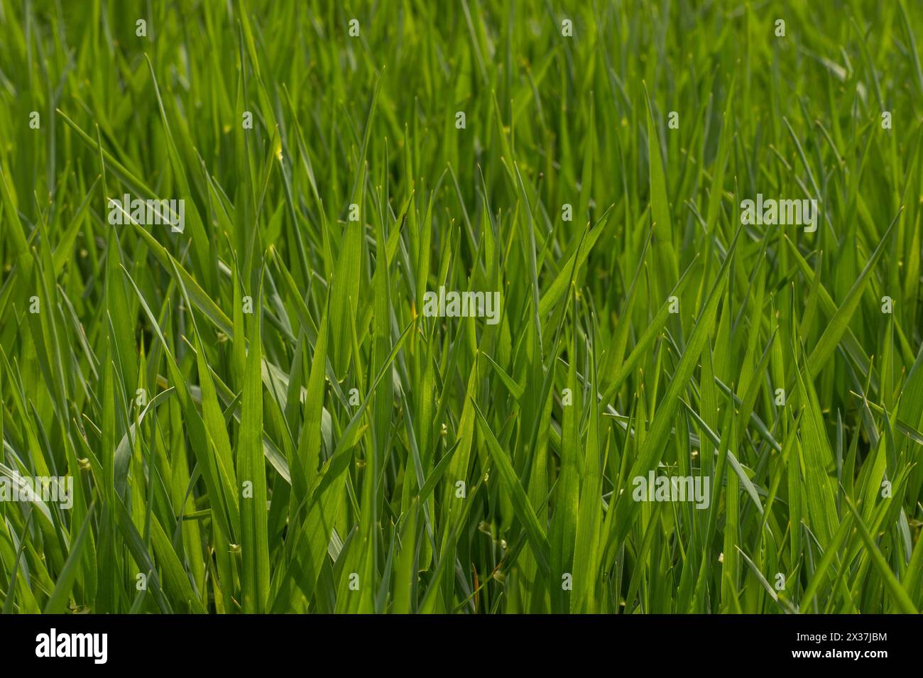 Crops Growing In Farmers Field, Oats, Wheat And Barley, UK Agriculture ...
