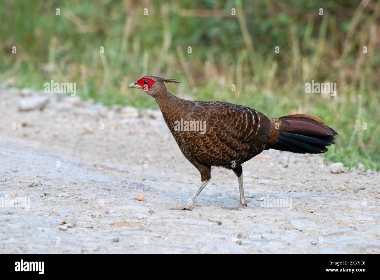 kalij pheasant or Lophura leucomelanos observed in Khonoma in Nagaland ...