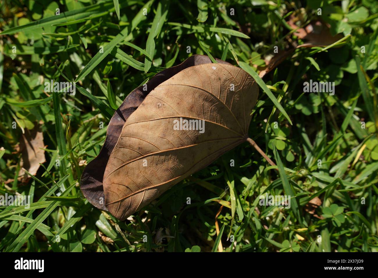 The dried leave fallen on the grass. Dead brawn Leaf Stock Photo - Alamy