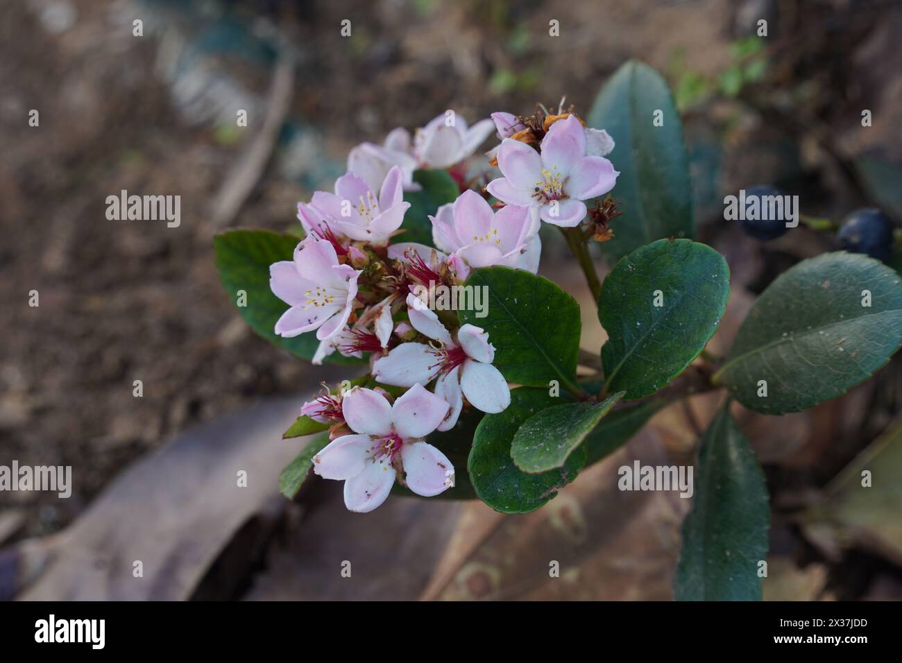Rhaphiolepis indica (Indian Hawthorn), white-pink flowers on a ...